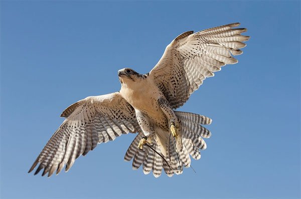 50th UAE National Day 2021